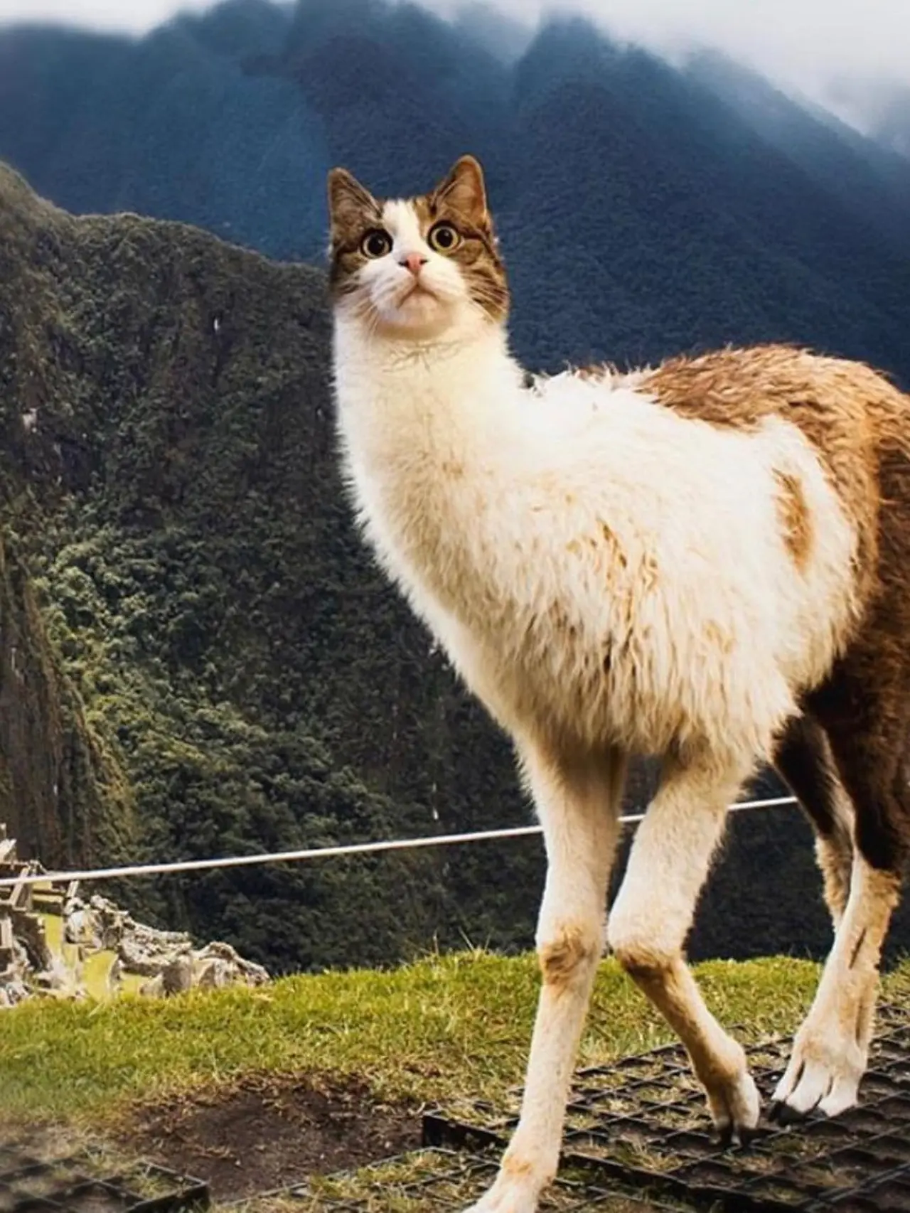 6 Editan Foto Hewan Lain Berkepala Kucing Ini Nyeleneh, Kocak - Hot ...