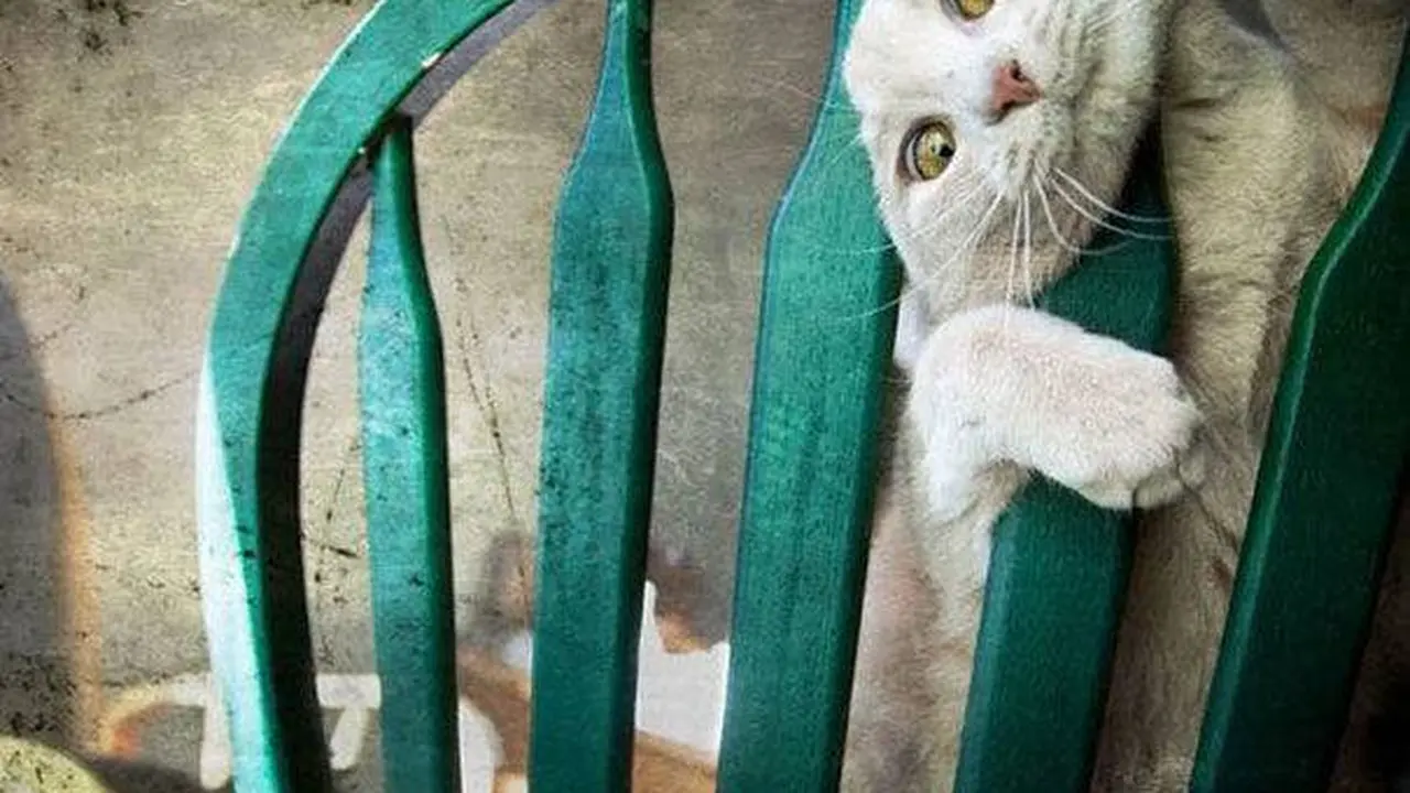 7 Momen Apes Kucing Ini Bikin Kasihan, Melas tapi Menggemaskan - Hot ...