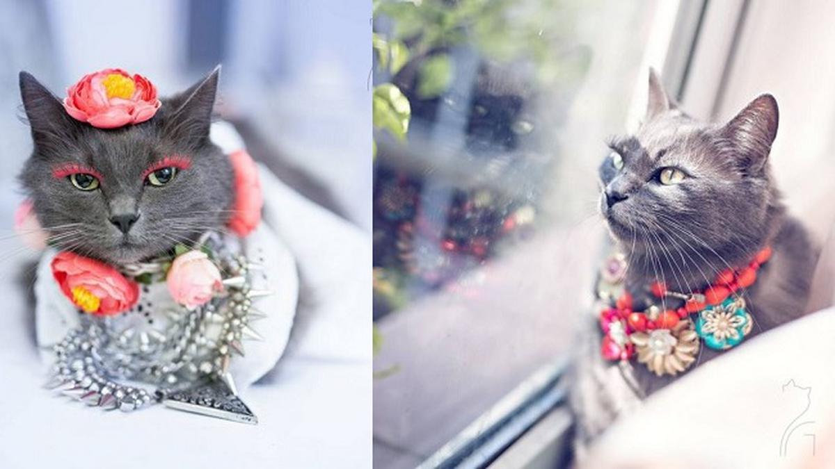 Kucing Ini Berpose Layaknya Model Profesional - Lifestyle Liputan6.com