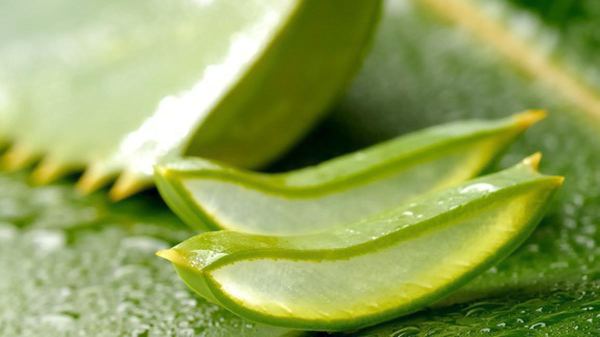 Aloe Vera Sebagai Pilihan Obat Maag