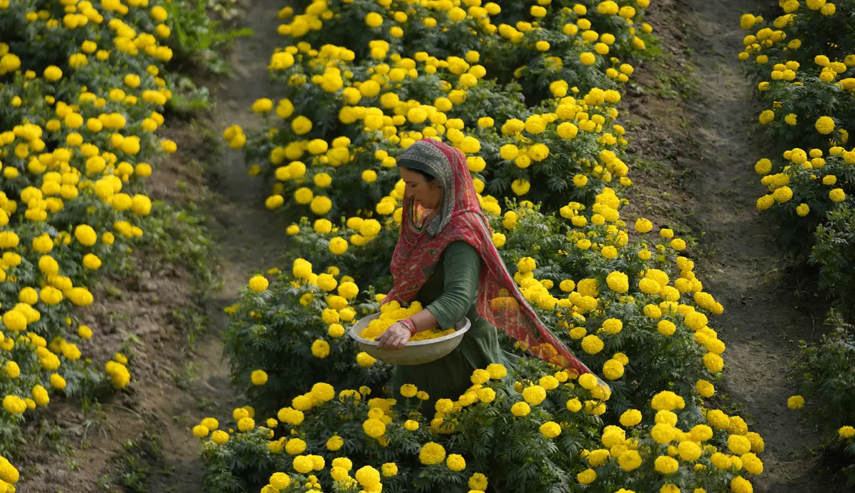 Memanen Bunga Marigold di India Jelang Festival Diwali - Foto Liputan6.com