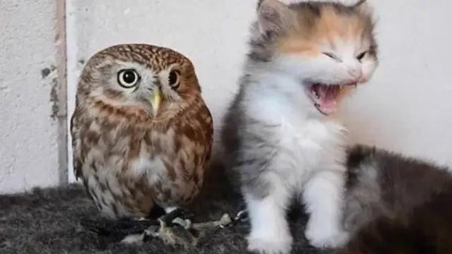 6 Momen Persahabatan Kucing dan Burung Hantu Ini Curi Perhatian - Hot ...