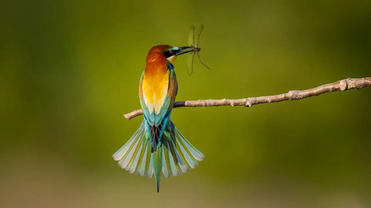 Keindahan dalam Sayap, Ini 32 Burung dengan Warna Paling Menakjubkan di ...