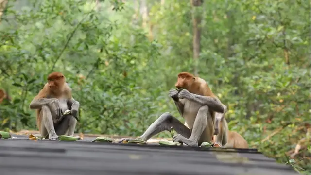 7 Hewan Ini Dianggap Jelek, Bekantan Asal Indonesia yang Hampir Punah ...