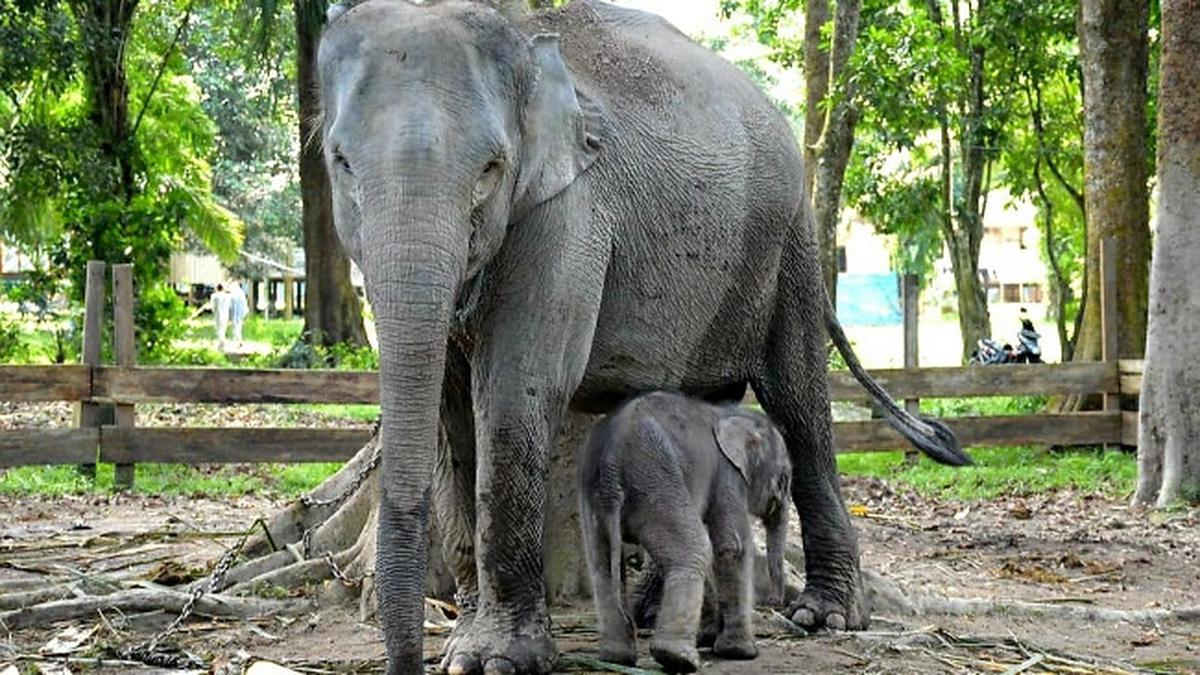 Hamil 22 Bulan, Ngatini Akhirnya Lahirkan Bayi Gajah Jantan - Regional ...