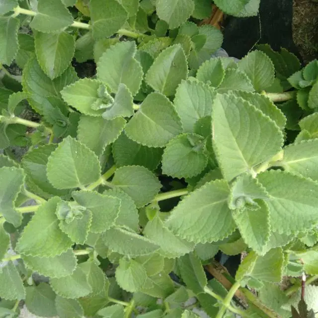 14 Manfaat Daun Jinten bagi Kesehatan Tubuh, Obati Demam hingga ...