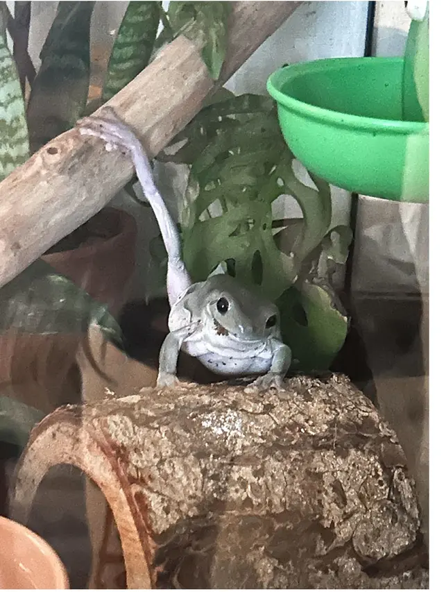 6 Potret Tingkah Lucu Katak yang Tak Sengaja Terekam Kamera, Bikin ...