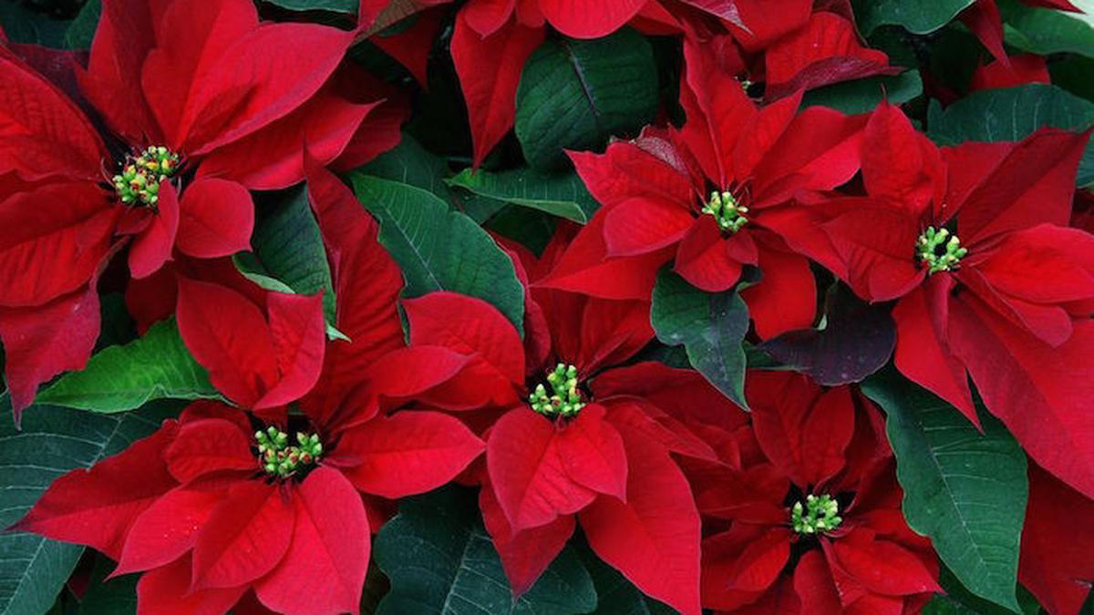 Trik Memilih Bunga Kastuba untuk Rayakan Natal - Lifestyle Liputan6.com