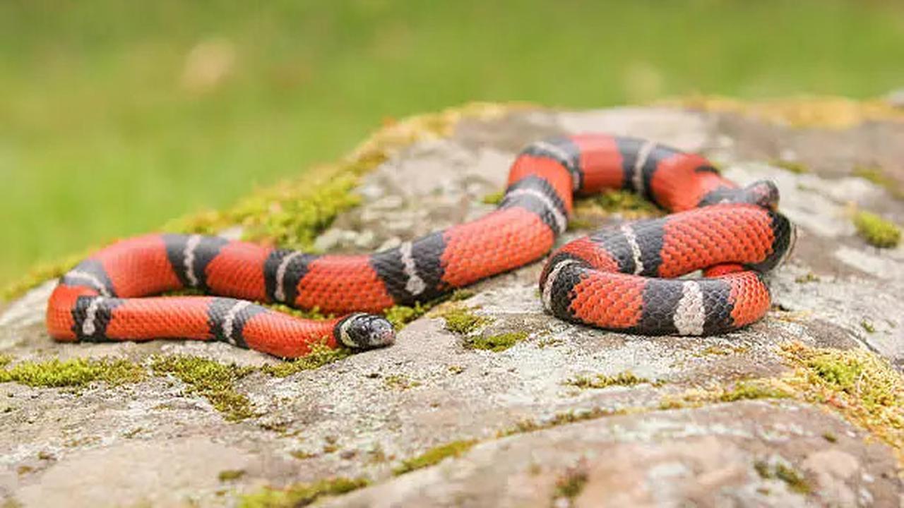 7 Jenis Ular yang Bisa Dipelihara di Rumah, Pilihan Favorit Pecninta Reptil