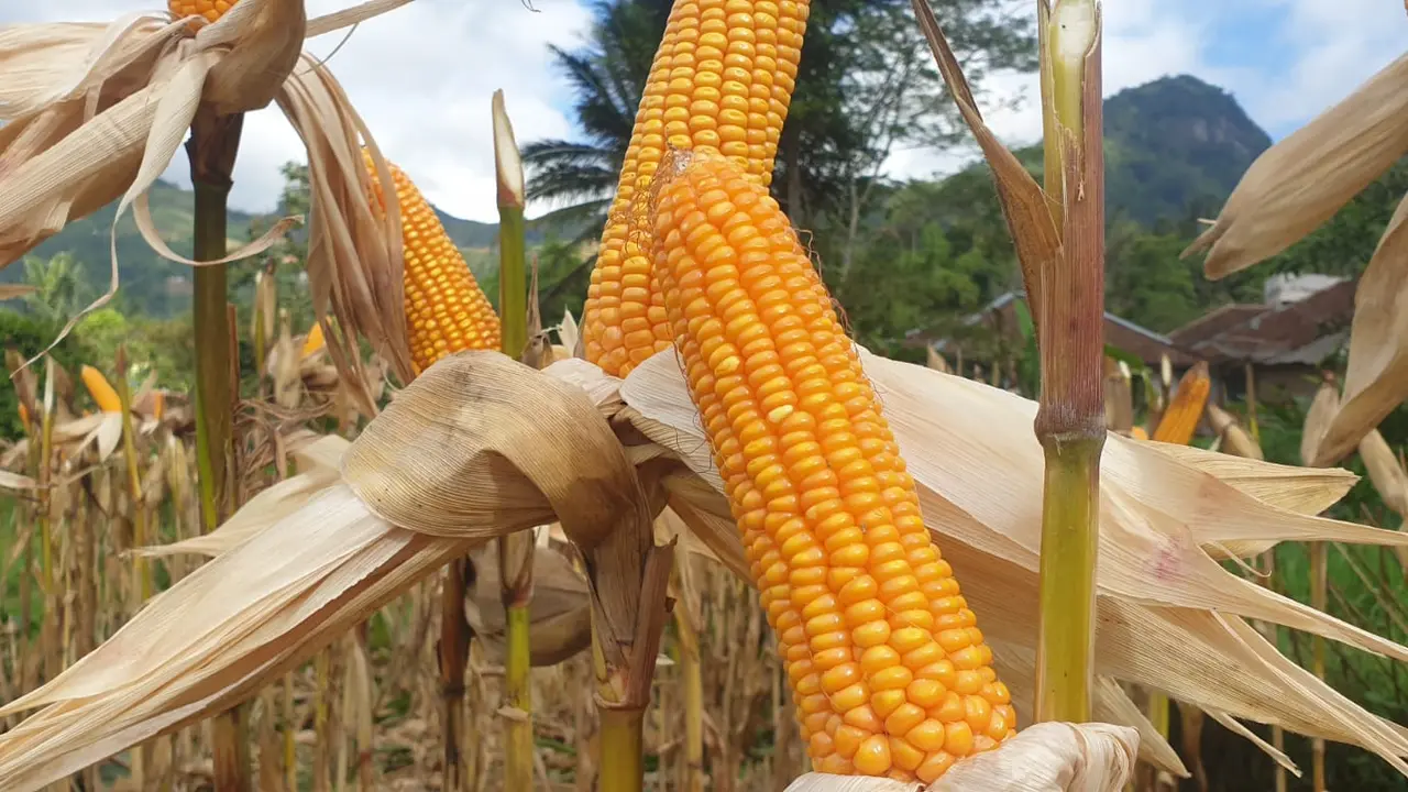 Garut Selatan Bertekad Wujudkan Mimpi Jadi Cluster Baru Jagung ...