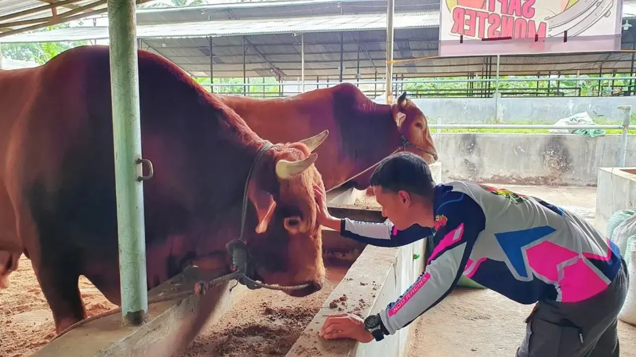 7 Potret Hardi Fadhillah Jadi Peternak Sapi Monster, Raup Untung Jelang ...
