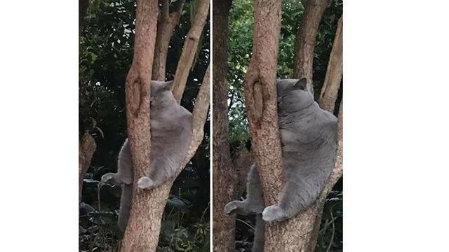 8 Pose Kucing saat Tidur di Pohon Ini Bikin Gemas Sekaligus Geregetan ...