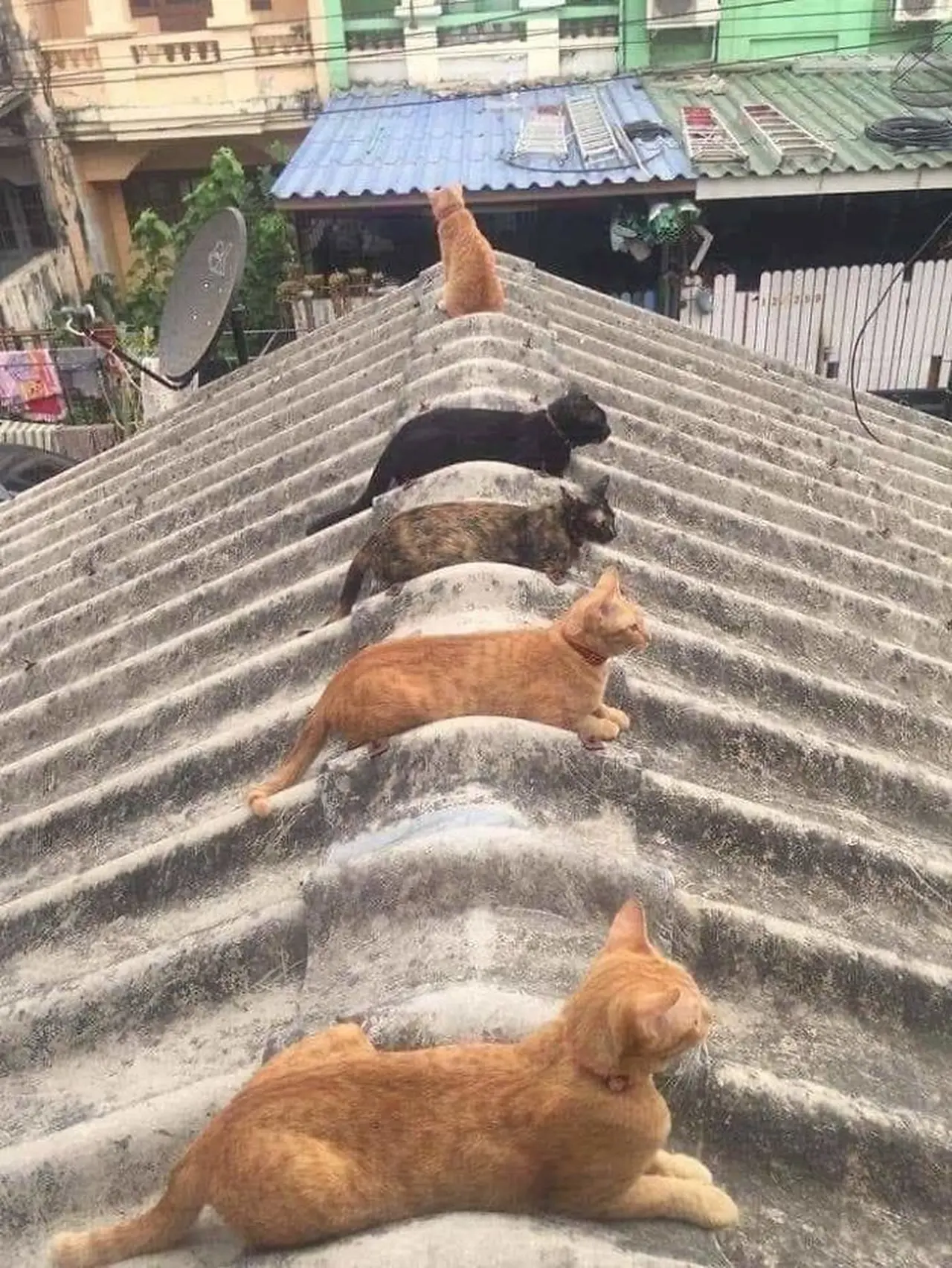 6 Potret Hewan Naik ke Atap Rumah Ini Bikin Gagal Paham, Nyeleneh - Hot ...
