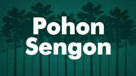 Video Mengenal Pohon Sengon Hari Ini - Video Terbaru Terkini | Liputan6.com