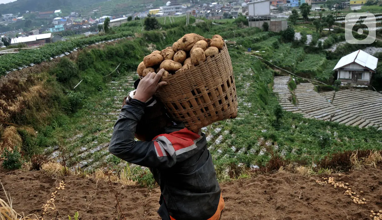 FOTO: Geliat Petani Kentang Dieng di Masa Pandemi - Foto Liputan6.com