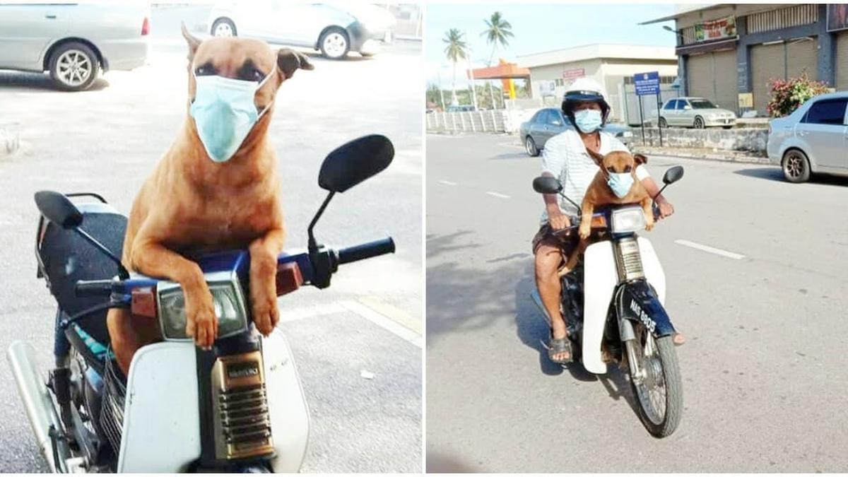 Anjing Pintar, Selalu Pakai Masker saat Naik Motor Sekalipun - Otomotif ...