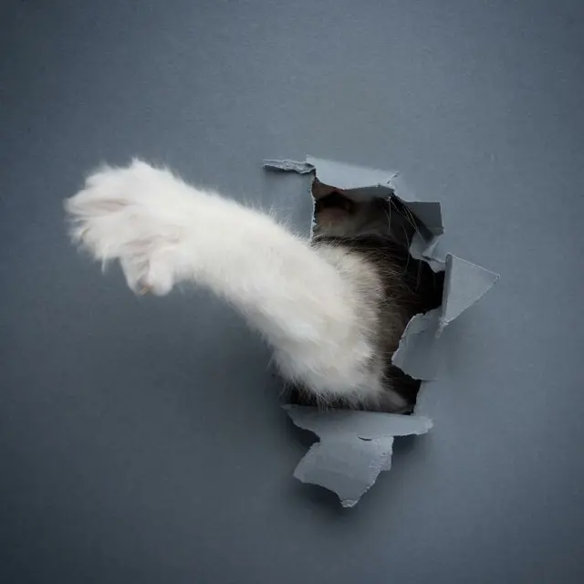7 Foto Ekspresi Kucing Lubangi Kardus Ini Gemesin Banget, Tak Merasa ...