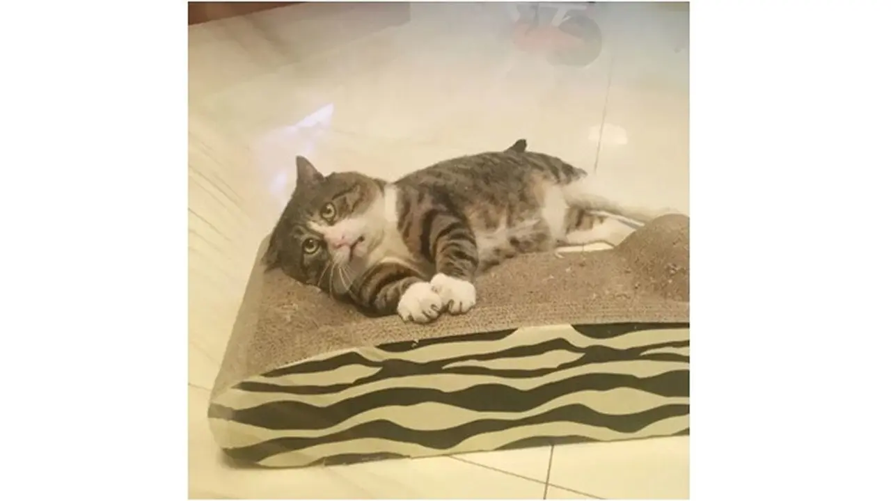 7 Ekspresi Kucing Ini Viral di Media Sosial, Kocak Abis - Hot Liputan6.com