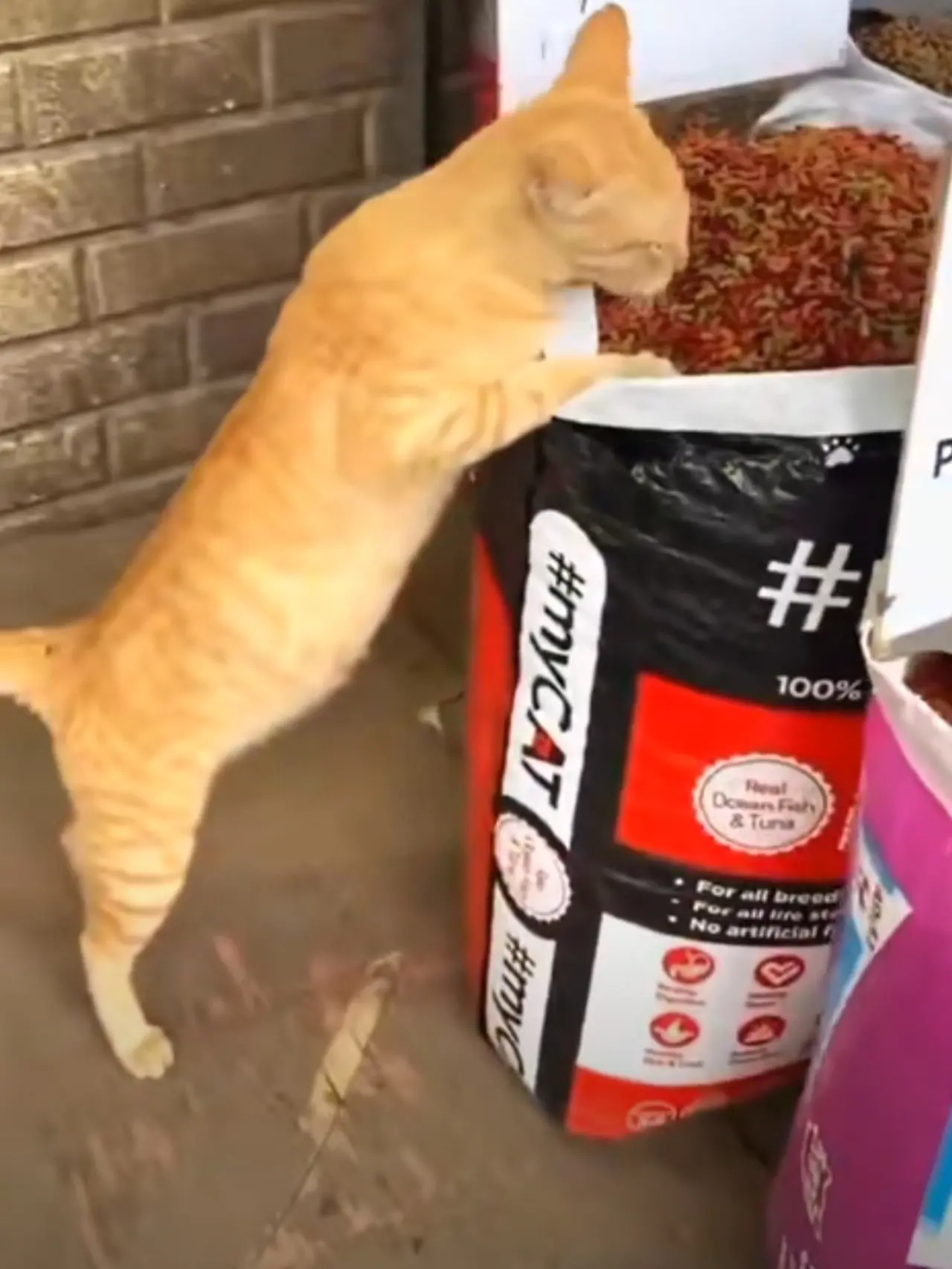 7 Potret Kucing Mukbang Ini Menggemaskan, Engga Takut Kelaparan - Hot ...