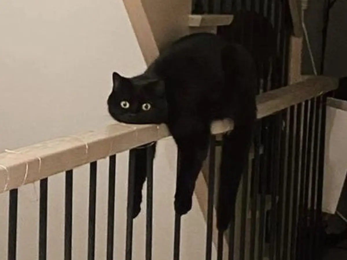 Kucing Paling Malas Di Dunia