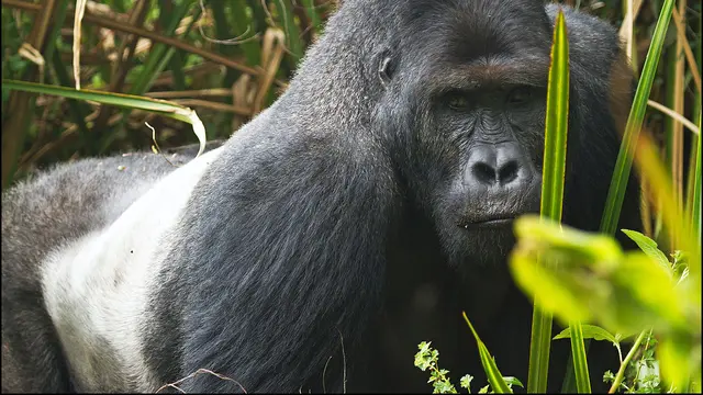 Sejarah Hari Primata Indonesia 30 Januari, Upaya Pelestarian Primata ...