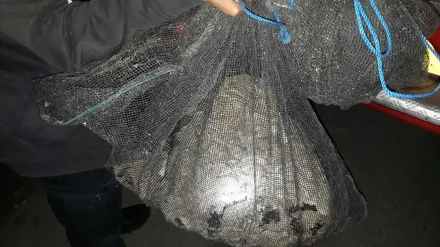 Operasi Penaklukan Prajurit-Prajurit Tawon Baluh nan Mematikan ...