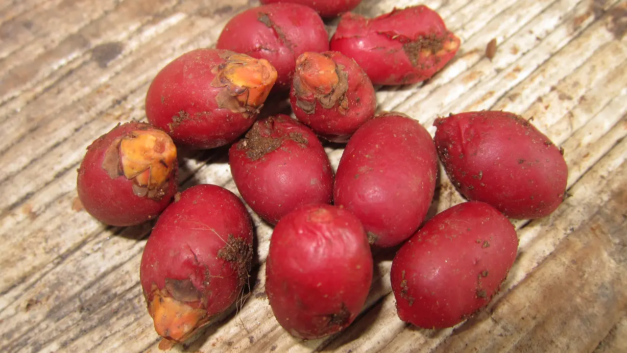 Mengenal Jambe Pinang, Salah Satu Bahan Baku Jamu Madura untuk ...