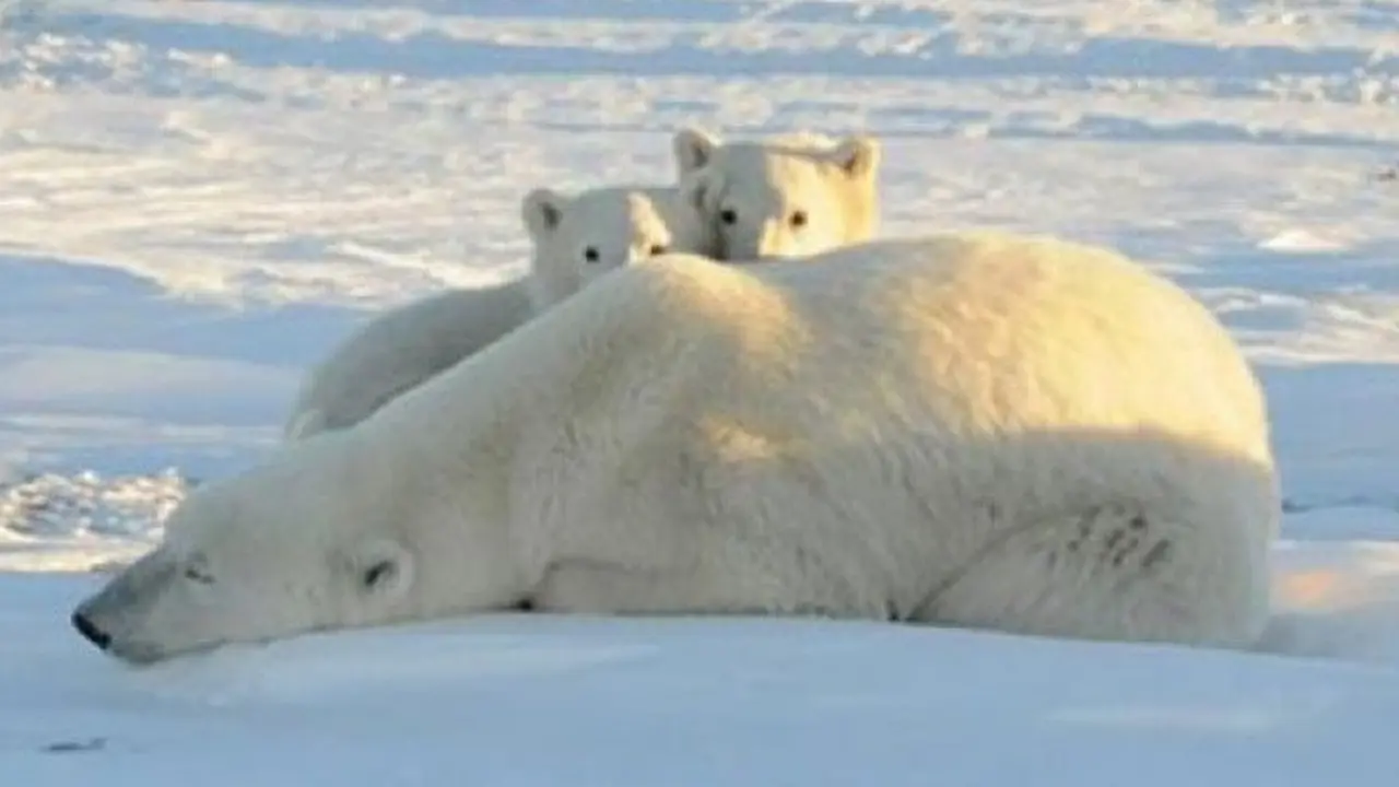 Beruang hingga Lebah, Ini 5 Hewan yang Memilki Masa Hibernasi Panjang - Citizen6 Liputan6.com