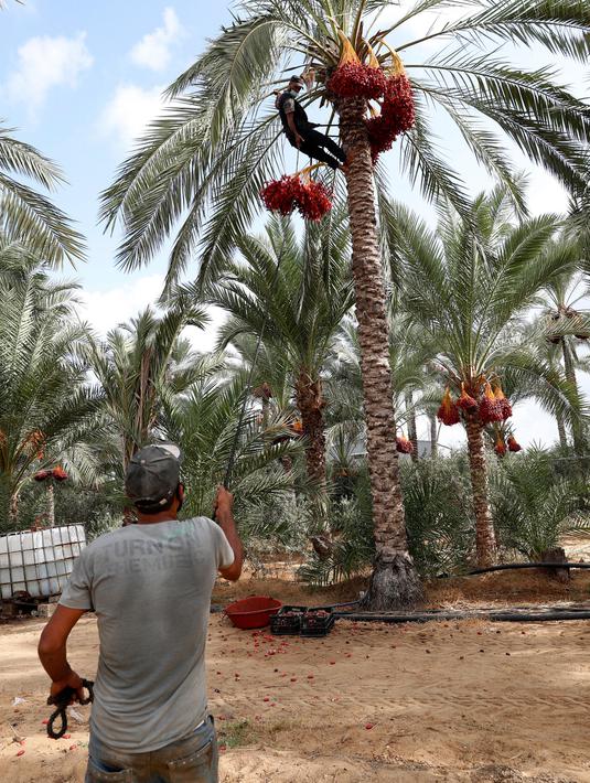 FOTO: Musim Panen Kurma di Jalur Gaza - Foto Liputan6.com