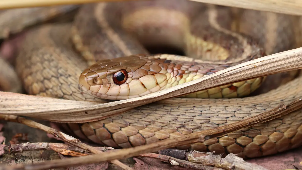 9 Arti Mimpi Ular Banyak Jadi Pertanda yang Mengejutkan