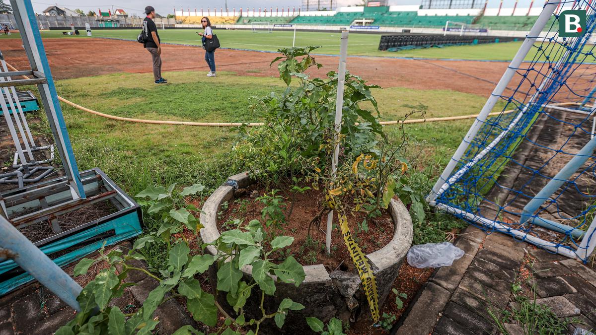 Jelang Final BRI Liga 1, Madura United Vs Persib: Fenomena Terong dan ...
