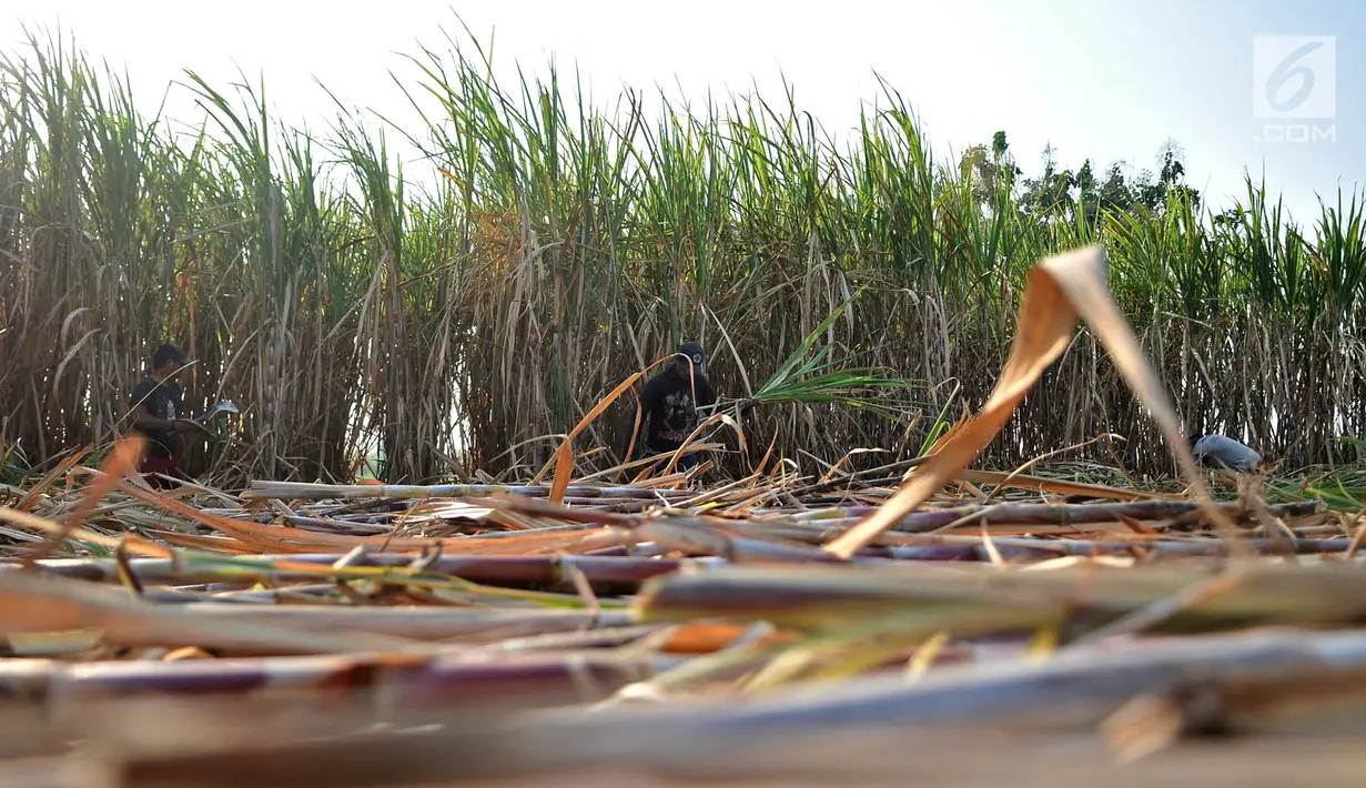 FOTO: Geliat Petani Tebu di Tengah Ekspansi Gula Impor - Foto Liputan6.com