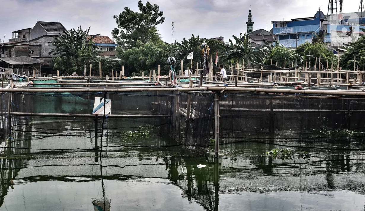 FOTO: Melawan Covid-19 dengan Budi Daya Lele di Situ Rawa Badung - Foto ...