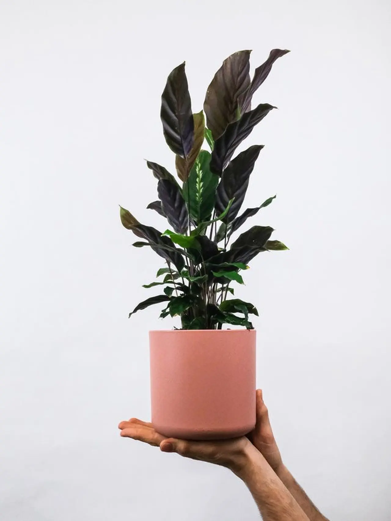 9 Jenis Calathea Termahal dan Harganya, Keindahan Daunnya Mencolok ...