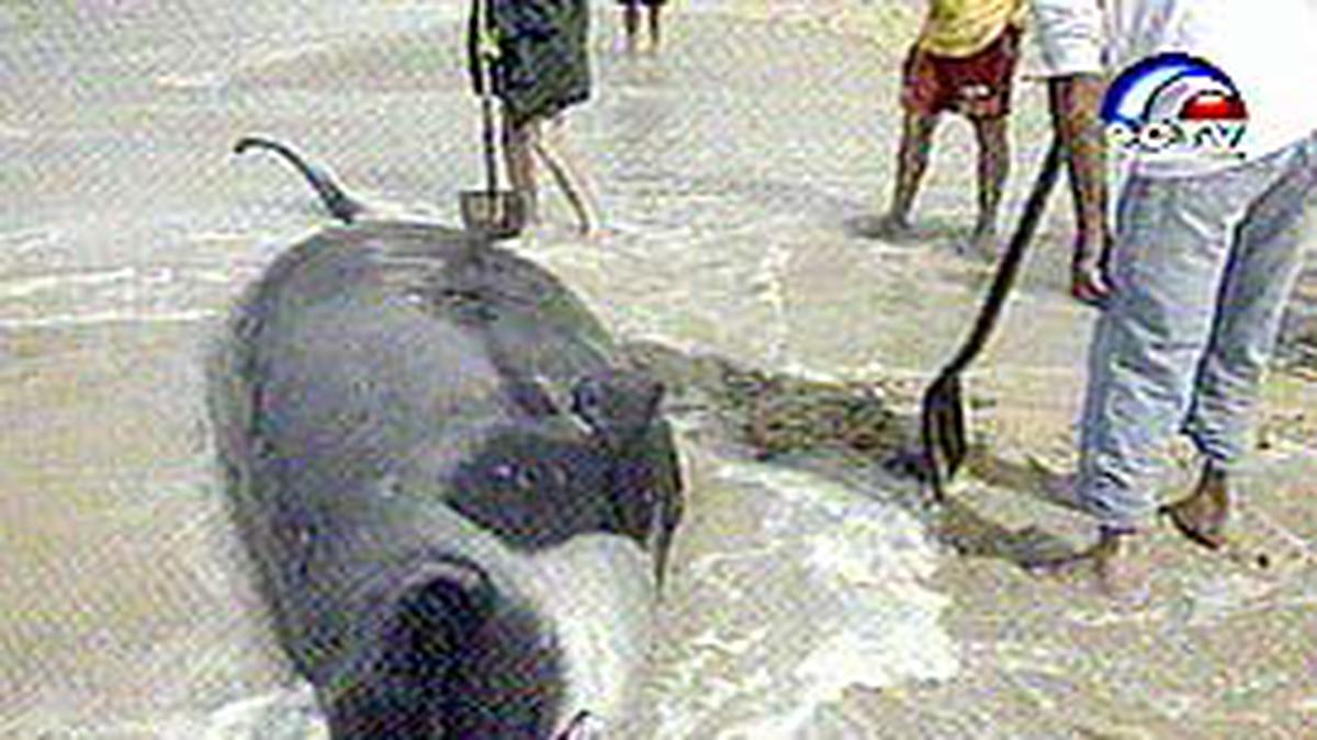 Paus Betina Terdampar Mati di Pantai - Global Liputan6.com