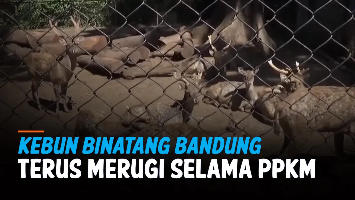 Video kebun binatang bandung Hari Ini - Video Terbaru Terkini ...