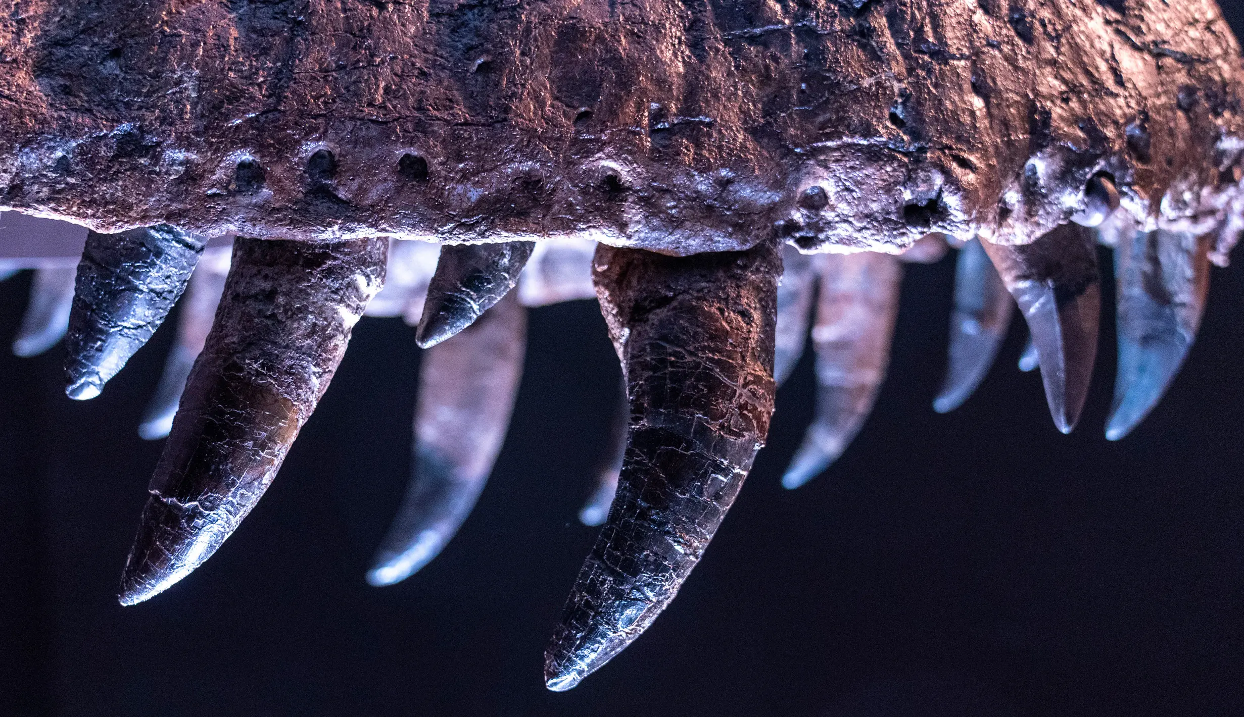 FOTO: Penampakan Kerangka T-Rex Terbesar yang Akan Dilelang - Foto ...