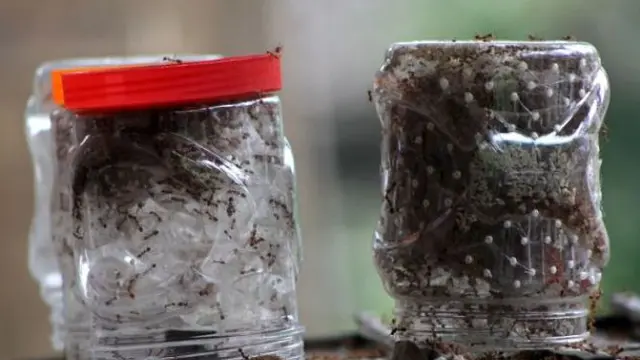 Bisnis Telur Semut Rangrang Jadi Ladang Duit buat RI - Bisnis Liputan6.com