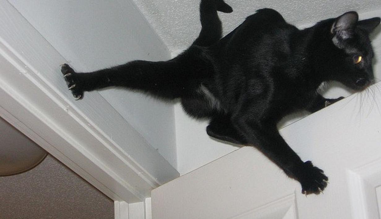 Ketika Kucing Berubah Wujud Jadi Ninja - Photo Fimela.com