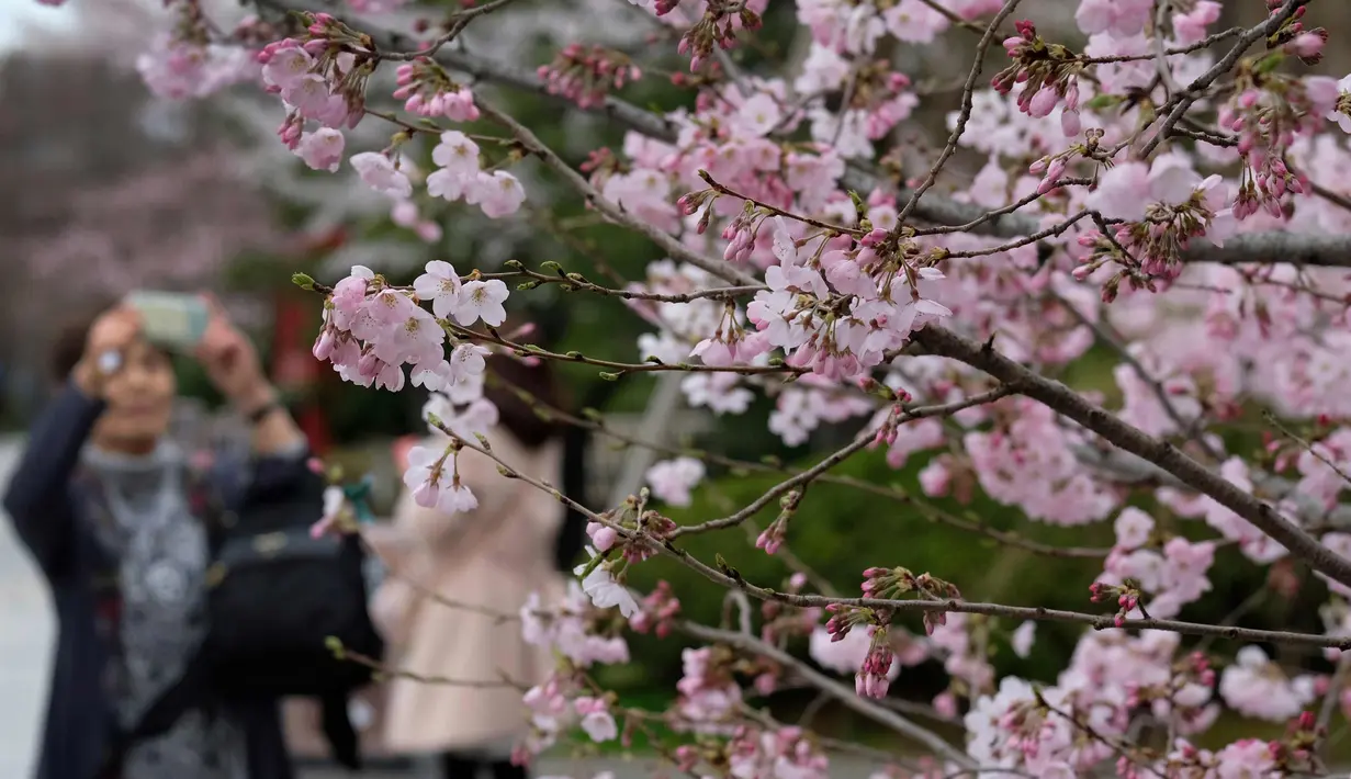 FOTO: Menikmati Keindahan Bunga Sakura yang Bermekaran di Tokyo - Foto ...