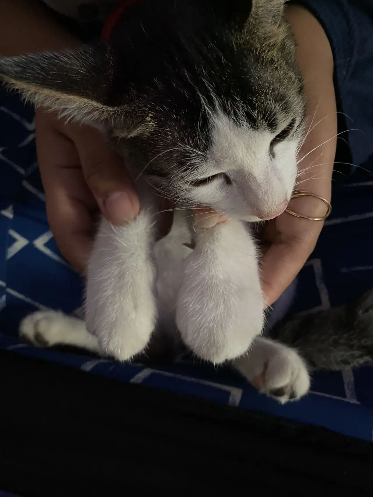 6 Potret Kaki Kucing Usai Disengat Lebah Ini Bikin Kaget - Hot Liputan6.com