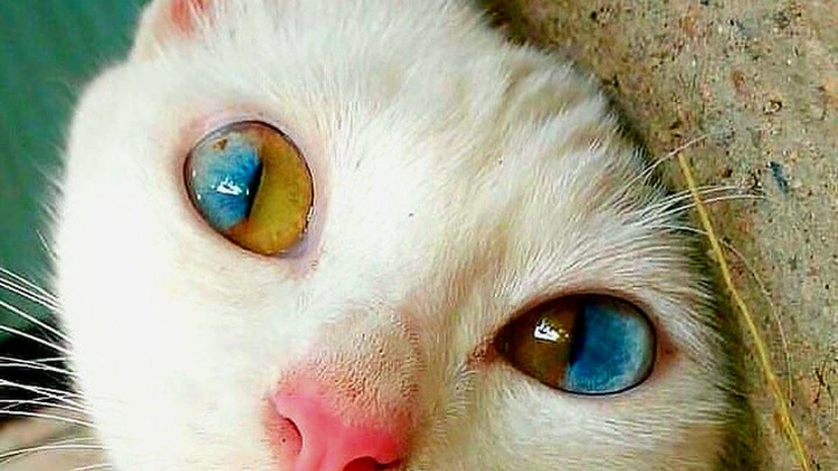 Top 3: Deretan Potret Super Unik Hewan di Dunia