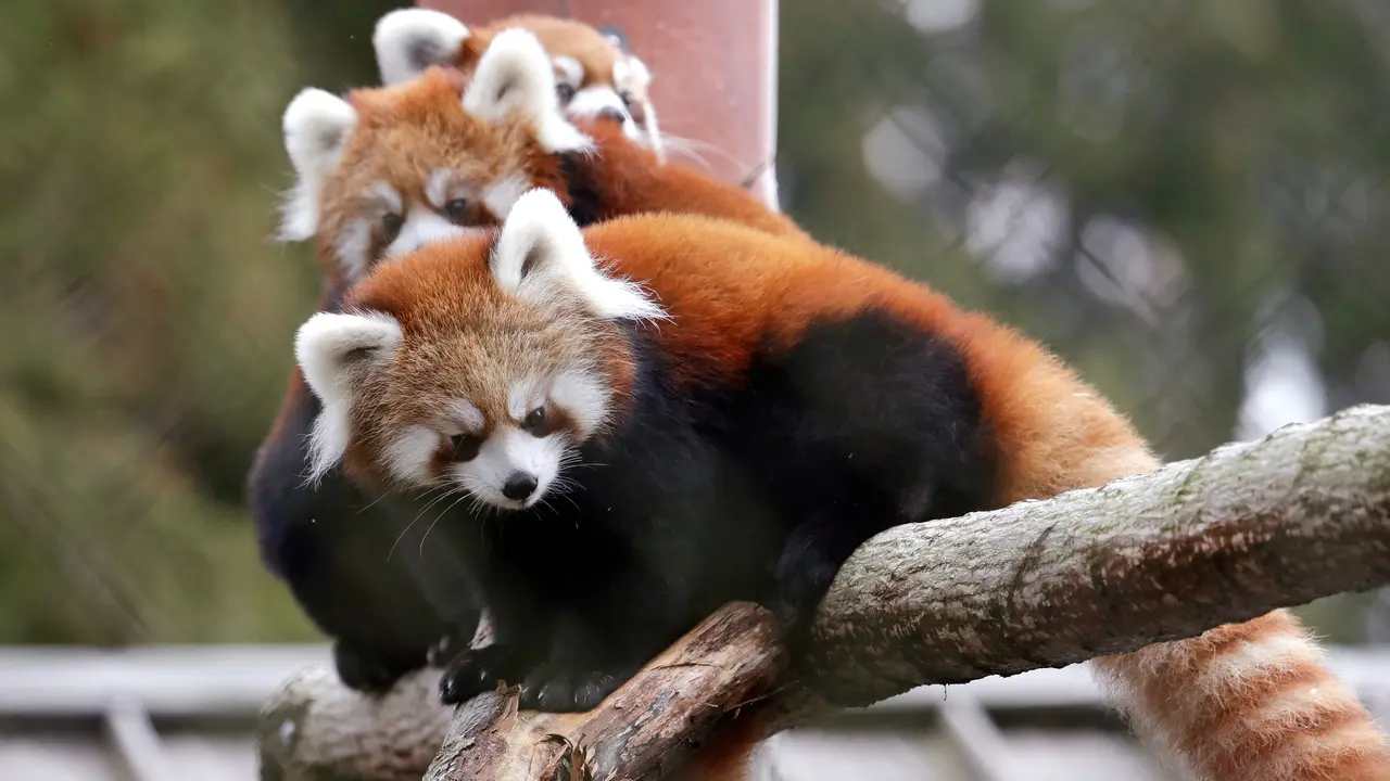 Ilmuwan Pakai Satelit untuk Lacak Panda Merah yang Terancam Punah ...