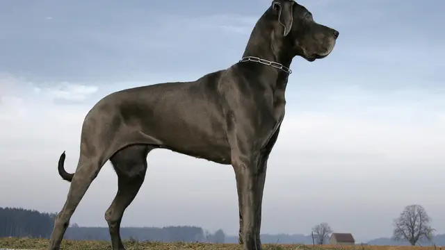 Jenis-Jenis Anjing Berbahaya di Dunia, Jangan Remehkan Kekuatannya ...