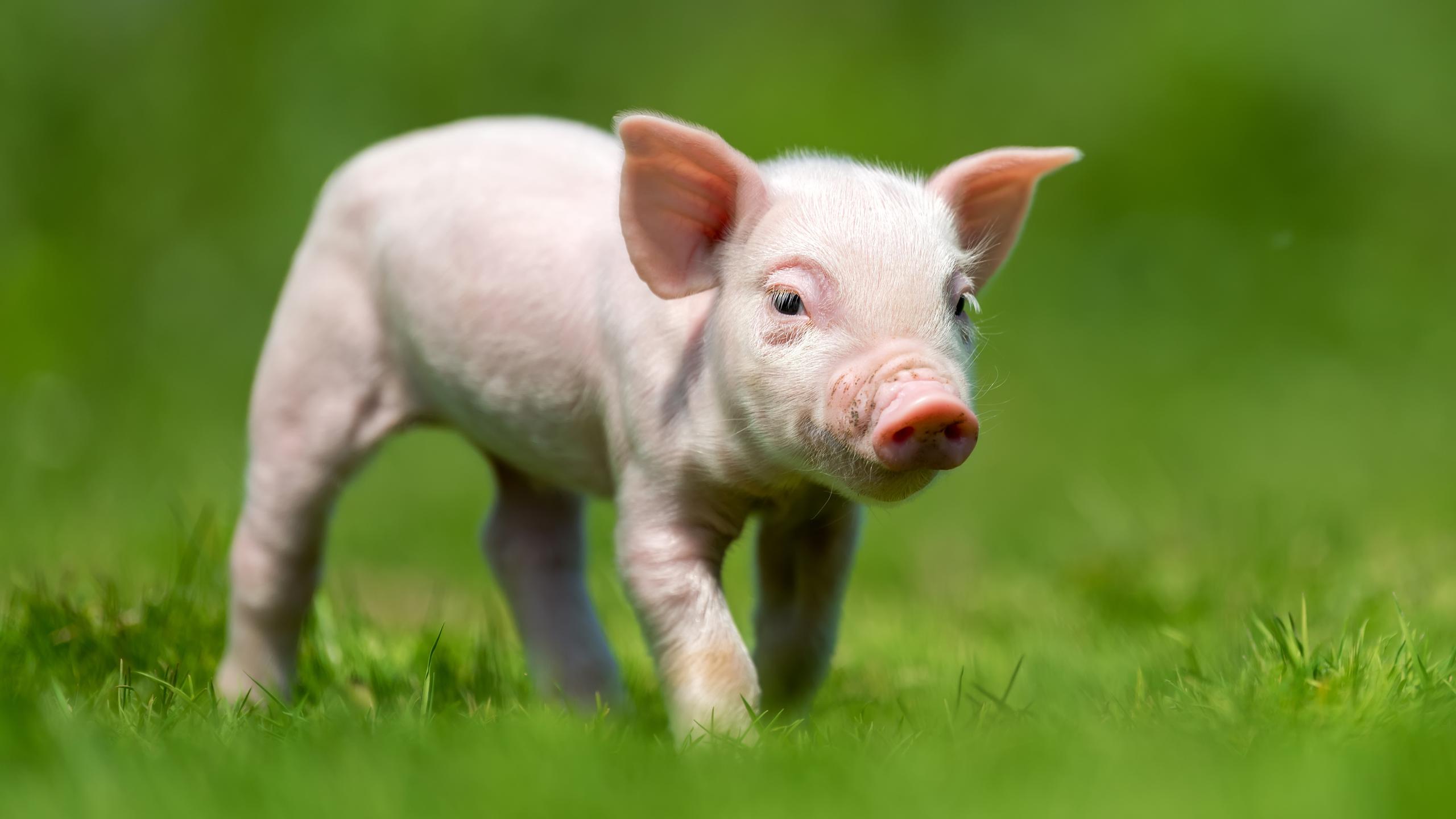 Kenapa Babi Dipanggil Ica? Ini Asal Usul Penyebutannya yang Viral di ...