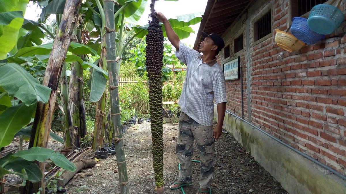 Pisang Unik Satu Tangkai Seribu Biji Muncul di Ponorogo - Regional ...