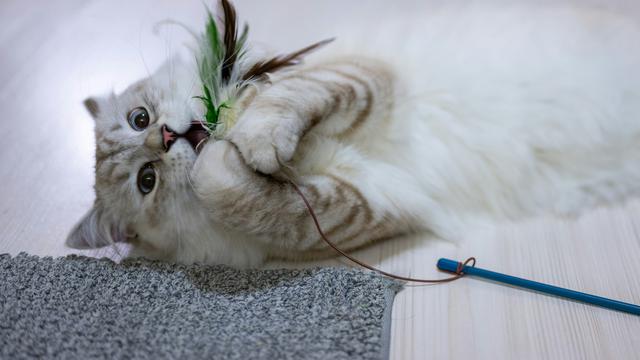 7 Potret Kucing dengan Pose Lucu dan Menggemaskan