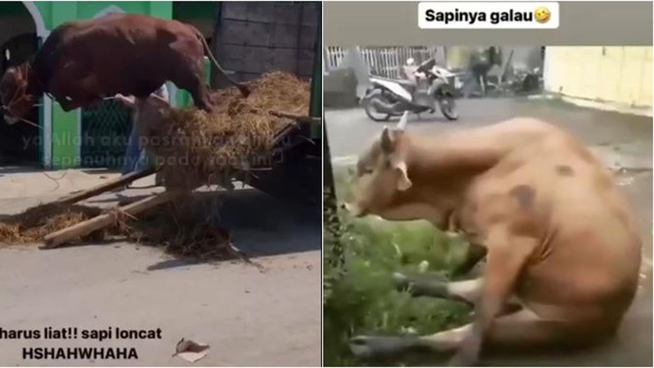 6 Potret Kocak Sapi Kurban saat Diantar ke Tempat Sembelih, Pasrah Banget