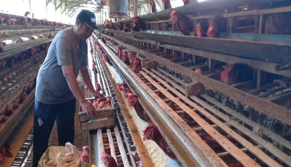 Anak Usaha Astra FIF Finance Rombak Susunan Pengurus, Ini Daftar ...