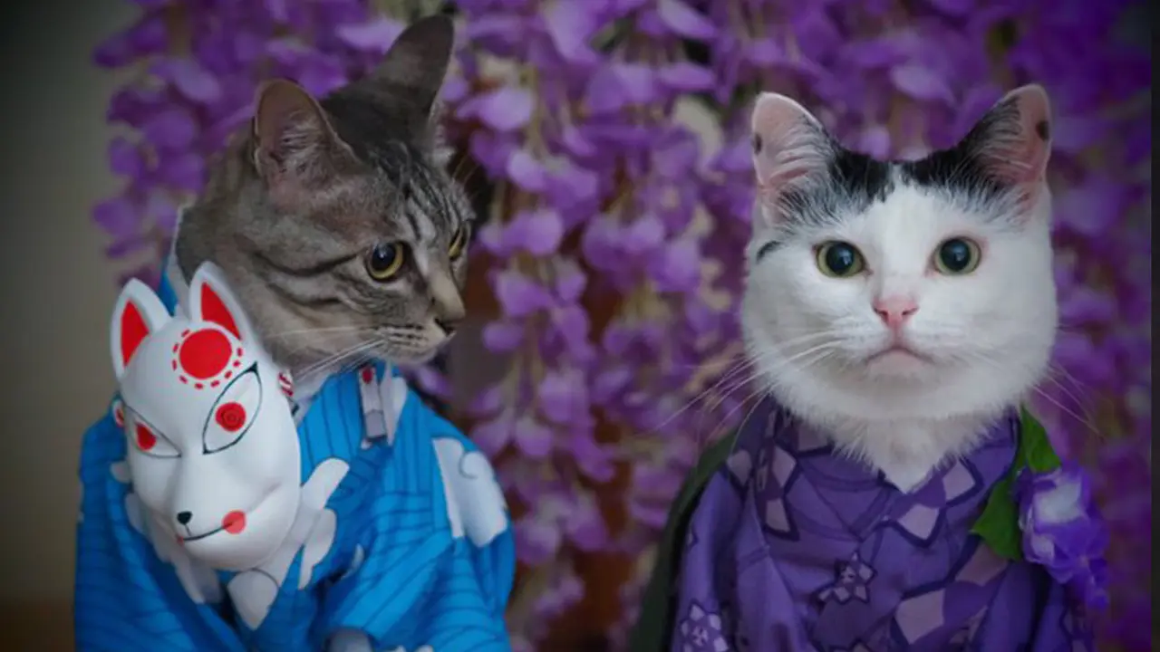 Gemas, Pria Ini Pakaikan Cosplay Anime untuk Dua Kucing Kesayangannya ...
